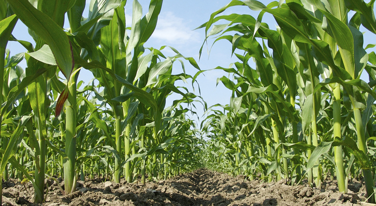 Maisi väetamisprogramm | Yara Eesti